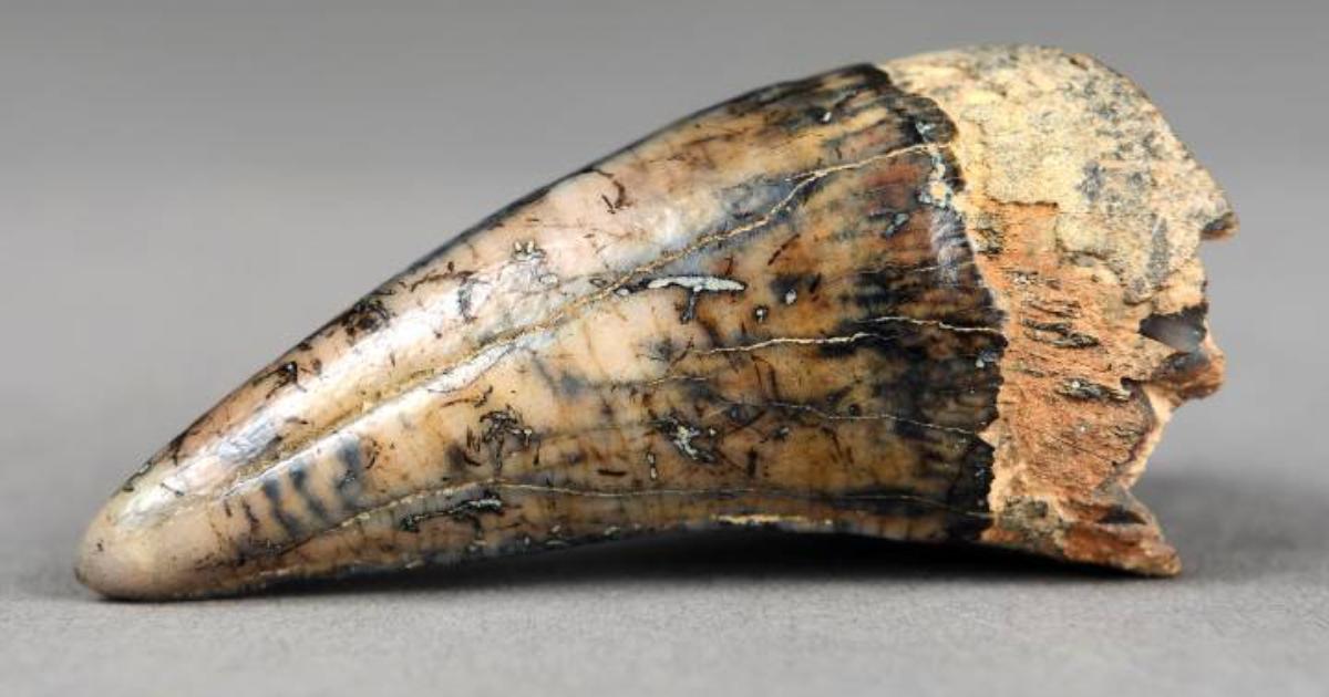 Geology collection - Museums Collections - Norfolk Museums Service